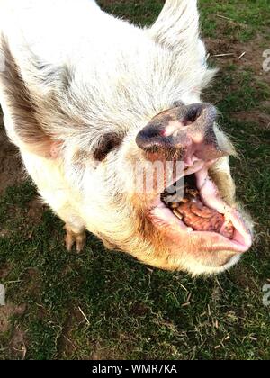 Pig With Its Mouth Open Stock Photo - Alamy