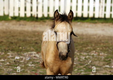 Closeup of a rare morgan foal in halter in the show ring Stock Photo ...