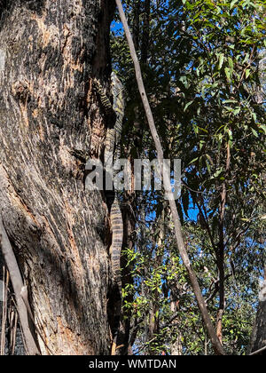 A large Goanna climbing a tree in the Australian outback Stock Photo ...