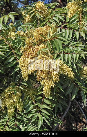 Ailanthus altissima, tree of heaven, ailanthus, varnish tree, chouchun ...