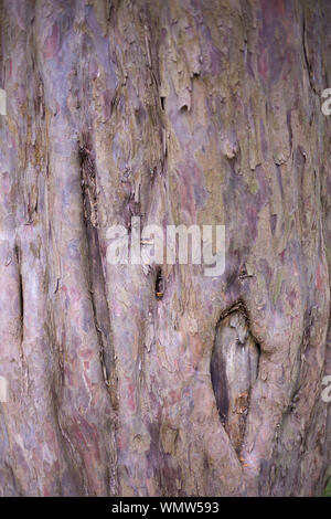 The knotted texture on a yew tree cross section. Natural abstract ...
