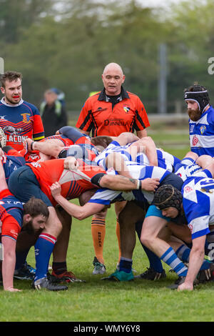 Amateur rugby union from Norfolk, East Anglia, England Stock Photo - Alamy