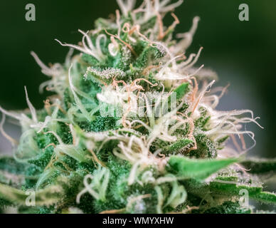HDR close up shot of a cannabis plant blossom Stock Photo - Alamy