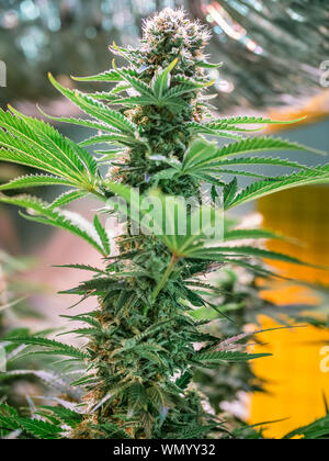 HDR close up shot of a cannabis plant blossom Stock Photo - Alamy