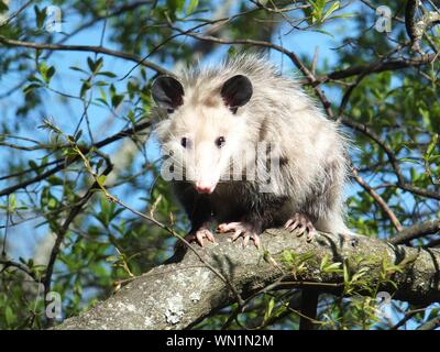 An opossum in a tree Stock Photo: 27531773 - Alamy