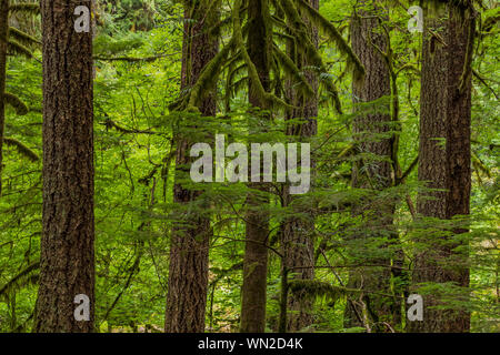 Massive Western Hemlock, Tsuga heterophylla, trees in the Hoh Rain ...