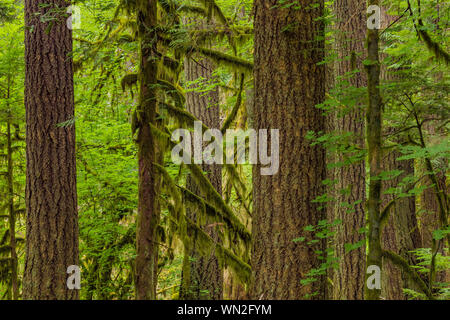 Massive Western Hemlock, Tsuga heterophylla, trees in the Hoh Rain ...