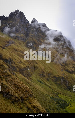 A Tree Along the Inca Trail Stock Photo - Alamy