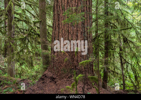 Massive Western Hemlock, Tsuga heterophylla, trees in the Hoh Rain ...