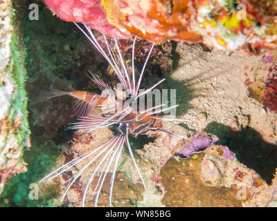 Lion Fish in the Red Sea. Lion Fish in the Red Sea in clear blue water ...