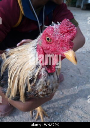 Man holding rooster Stock Photo: 57159237 - Alamy