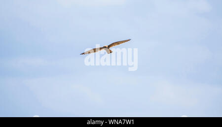Little baby falcon flying in Spain, 2019. Animals in freedom. Falcon ...