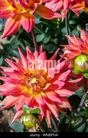 Dahlia Corona Karma Stock Photo - Alamy