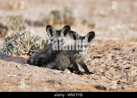 Bat-eared fox pups at the den entrance, one an albino, Mara Naboisho ...