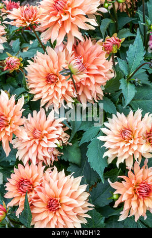 Dahlias flowers Dahlia "Autumn Fairy" Dahlia flower Stock Photo - Alamy