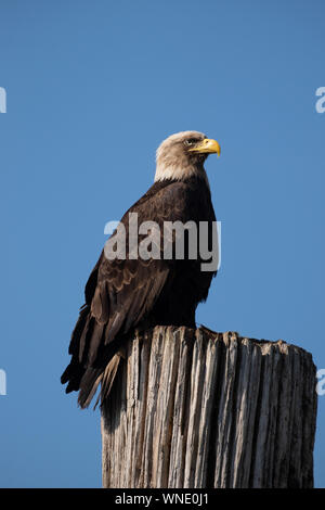 A bald eagle perched on a post over looking a bay Stock Photo - Alamy