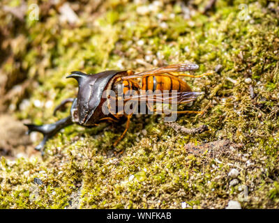 A Japanese yellow hornet, Vespa simillima xanthoptera, eating the ...