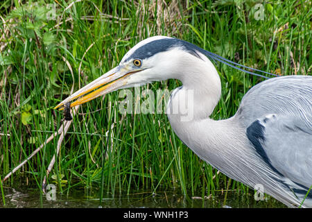 Grey Heron Hunting a Newt Stock Photo - Alamy