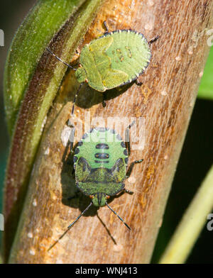 close up of Stink bugs Stock Photo - Alamy