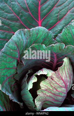 A closeup shot of a large head of cabbage sliced on a wooden board ...
