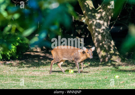 Chinese Muntjac Deer Muntiacus reevesi Droppings Stock Photo: 66245609 ...