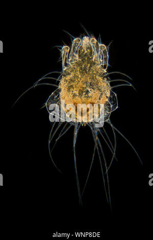 Glycyphagus domesticus is a mite which is part of the Acaridae family ...