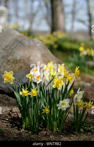 Daffodils in the Woods Stock Photo - Alamy