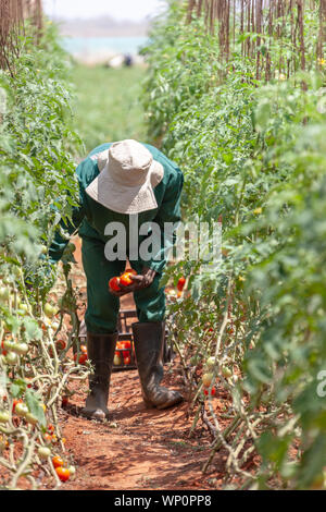 African worker gathering crop of red leaf lettuce Stock Photo - Alamy