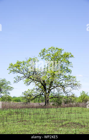 Louisville Swamp Unit, Minnesota Stock Photo - Alamy