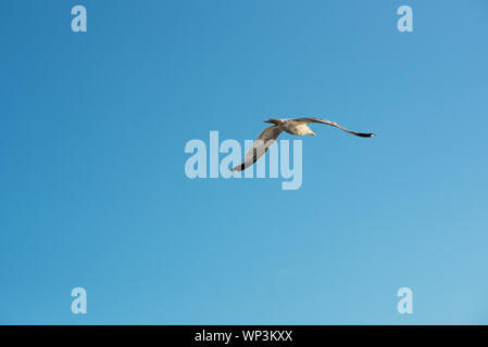 A seagull flying overhead with wings outstretched in blue sky Stock ...