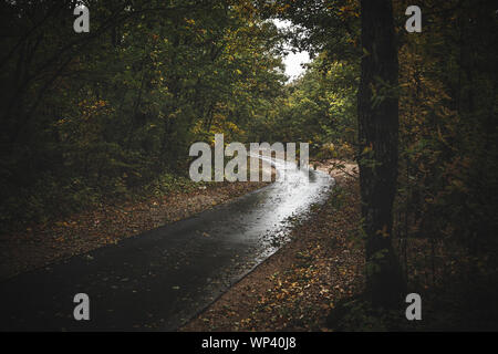 Autumn leaves in a muddy and wet Essex woodland Stock Photo - Alamy