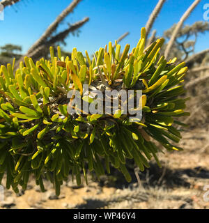 Didierea madagascariensis , the Octopus tree of Western Madagascar, in ...