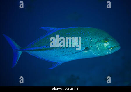 Bluefin Trevally, Caranx melampygus, Pulau Suanggi dive site, near ...