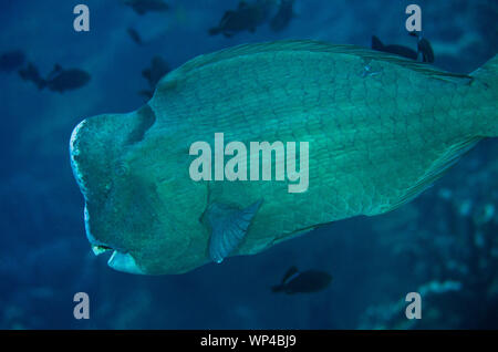 Bumphead Parrotfish, Bulbometopon muricatum, Pulau Suanggi dive site ...