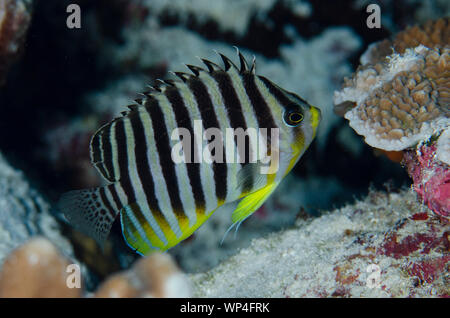 Multi-barred Angelfish, Paracentropyge multifasciata, Suanggi Island ...