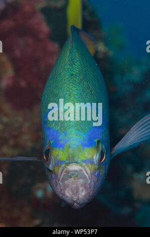 Yellowtail fusilier, Caesio cuning, Raja Ampat Indonesia Stock Photo ...