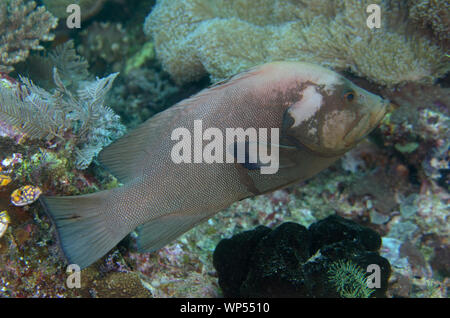 Redmouth grouper (Aethaloperca rogaa Stock Photo - Alamy