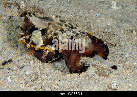 Flamboyant Cuttlefish (Metasepia pfefferi) feeding with extended ...
