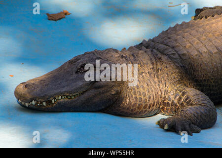 The American alligator named Muja is considered the oldest living ...