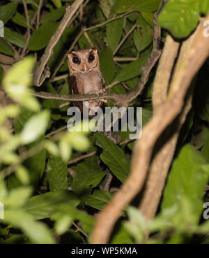 Oriental bay owl (Phodilus badius) in Khao Yai National Park, Thailand ...