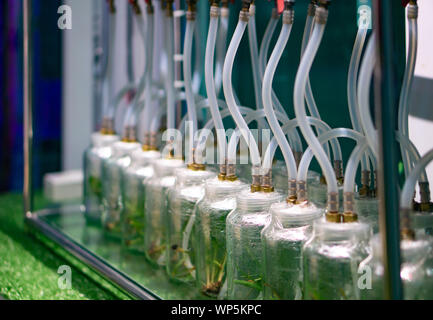 The experiment of planting rice in the lab Stock Photo - Alamy