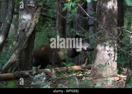 Wild boar in the snow, Black Forest, Germany Stock Photo - Alamy