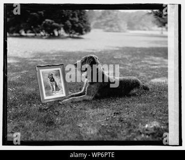 Laddie Boy, President Warren G. Harding's pet dog, celebrated his 26th ...