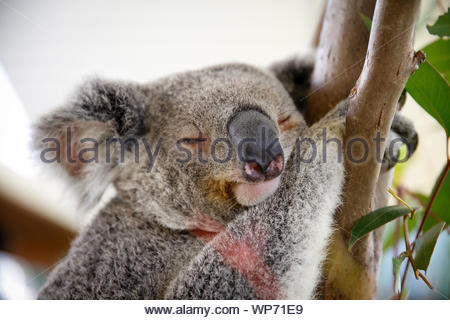 Koala hanging in a eucalyptus tree Stock Photo: 56603617 - Alamy