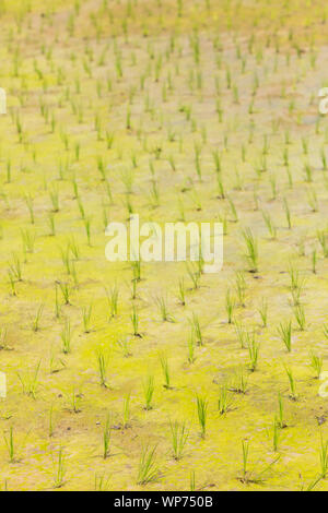 Rice field, Gilan Province, Iran Stock Photo - Alamy