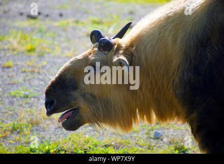 Sichuan Takin Isolated in Field. Budorcas taxicolor tibetana is a Sheep ...