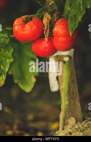 bio veggie garden in summer Stock Photo - Alamy