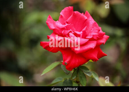Red Olympiad hybrid tea rose with green leaves and stems Stock Photo ...