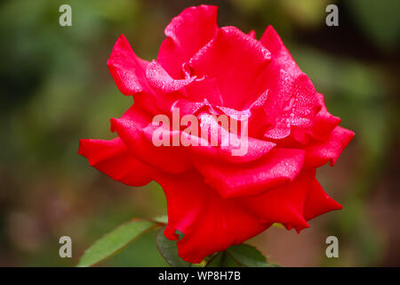 Red Olympiad hybrid tea rose with green leaves and stems Stock Photo ...