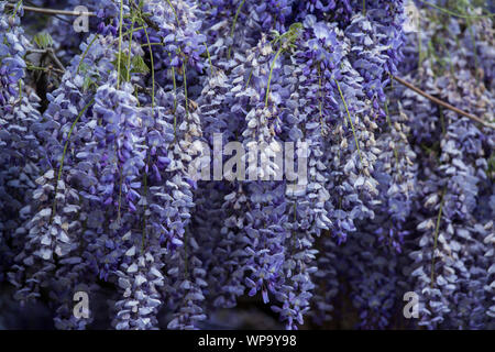 potuguese flowers in a garden at the Douro river, east of Porto in ...